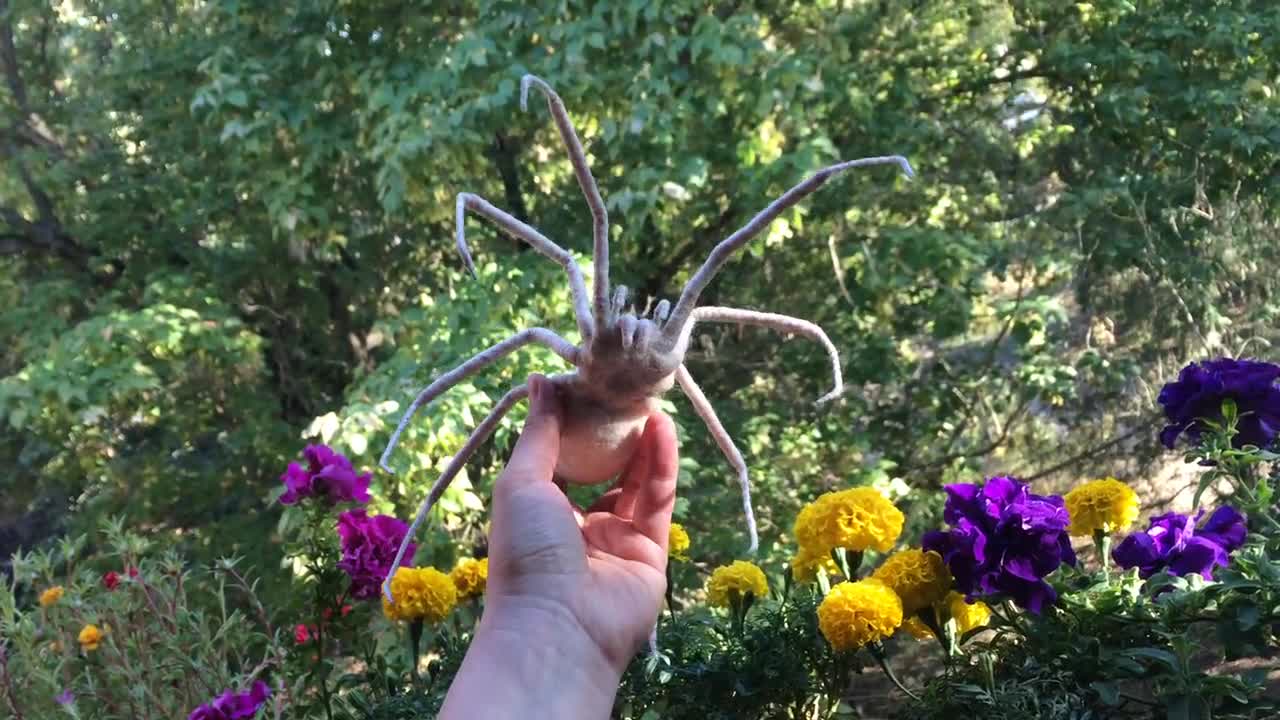 Costume Ragno Ragnatela Charlotte Spider Man 4, Il Nuovo Film Con Tom