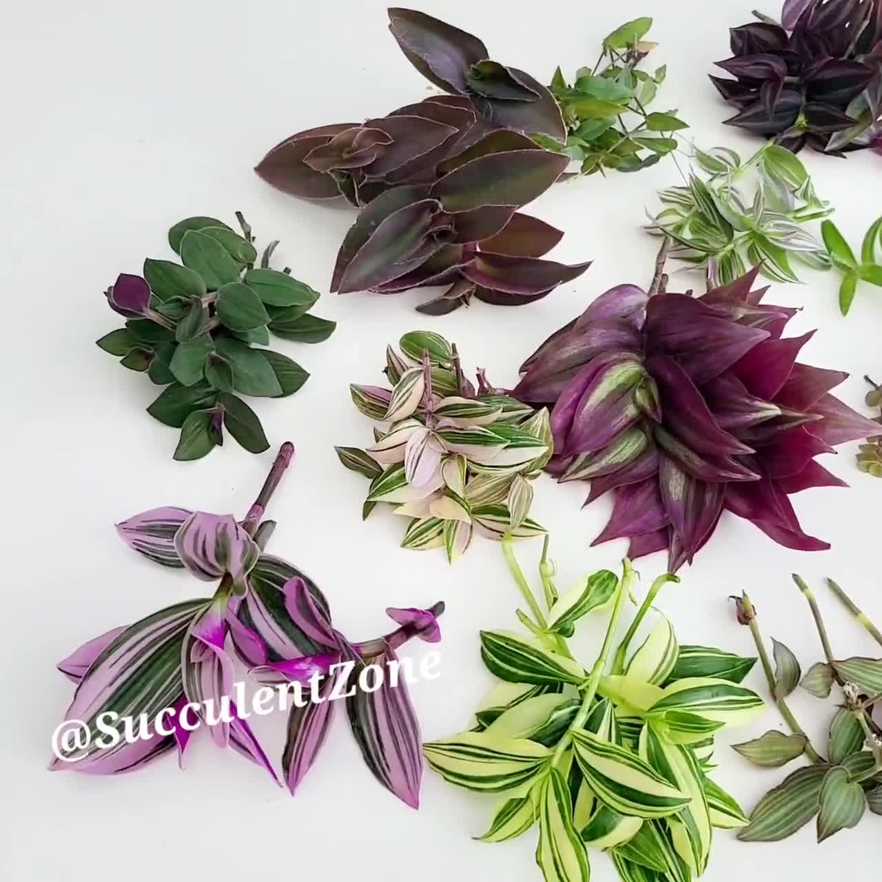 Wandering Jew Varieties FPS 620/FP620: Zebrina Pendula Wandering Jew,