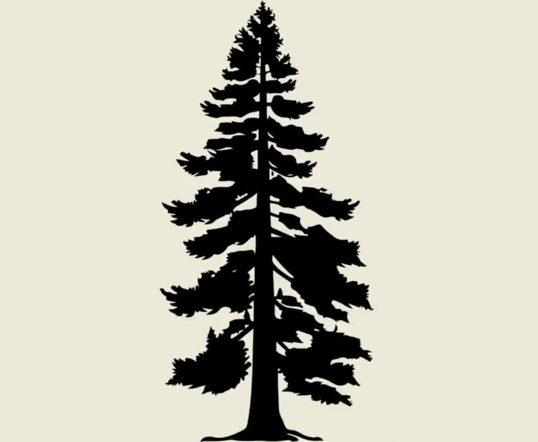 Vettore Di Sagoma Di Albero Di Sequoia