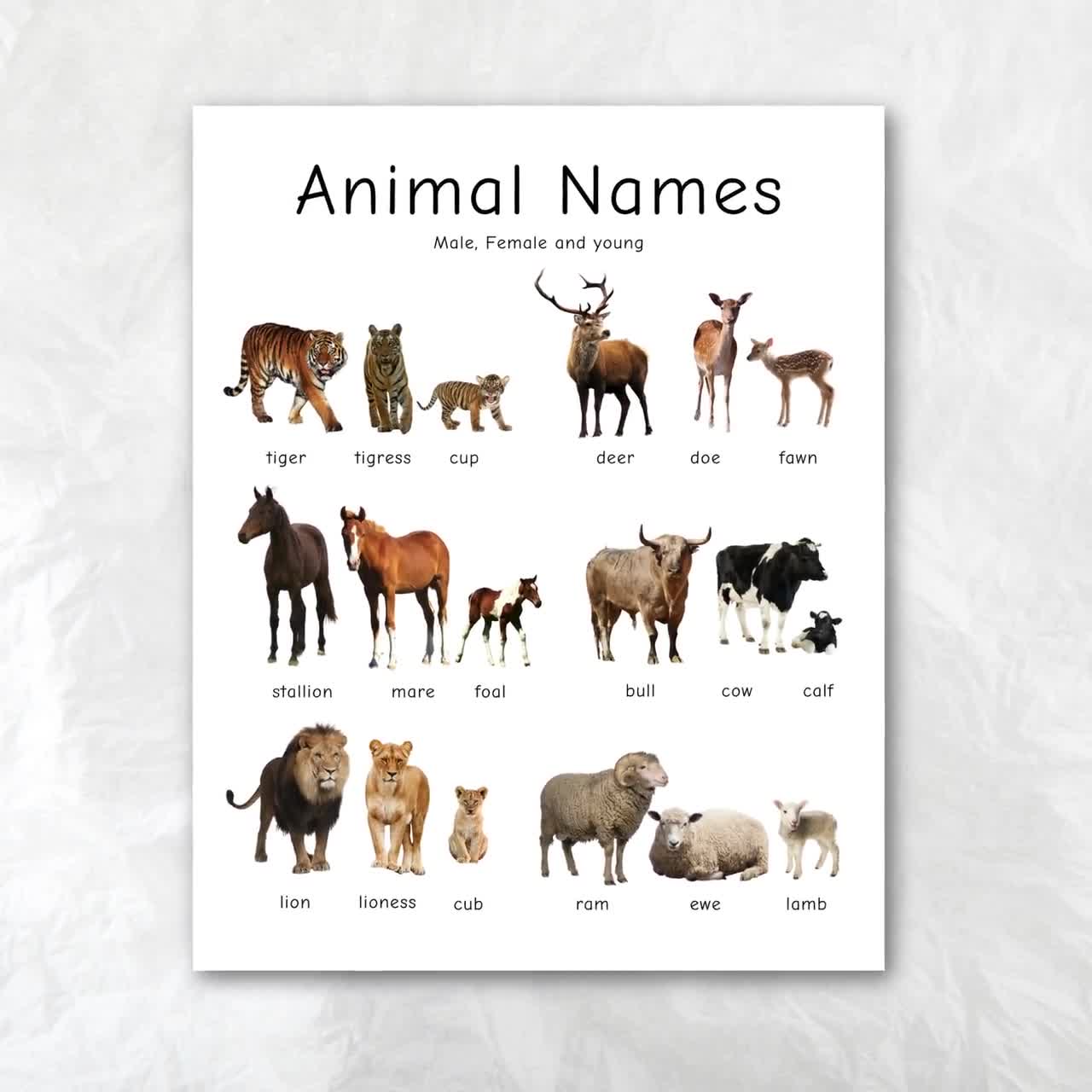 Wild Animals Child Name