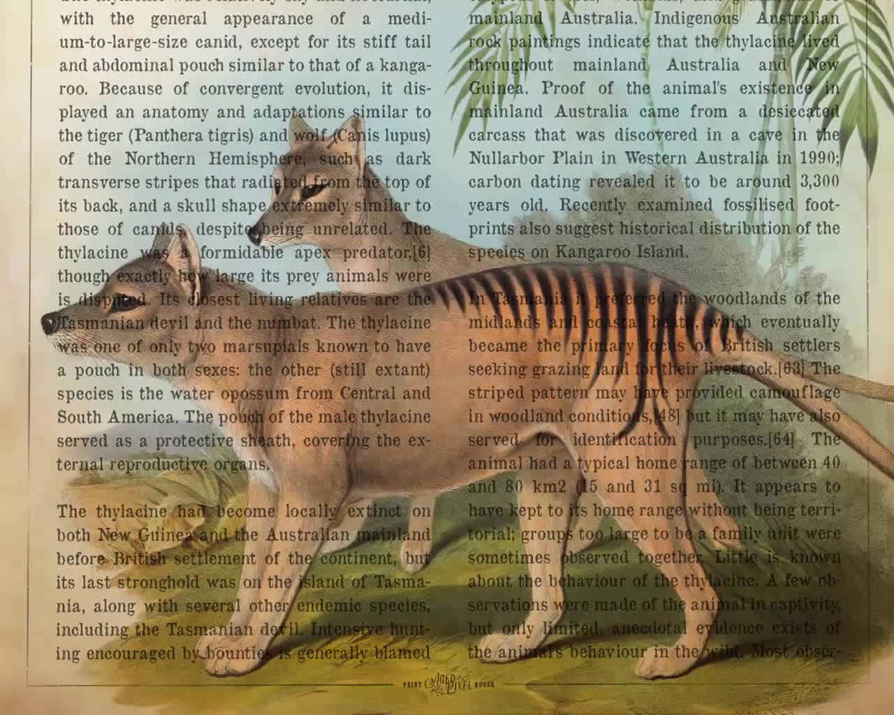 Thylacine Images Hd Wallpaper