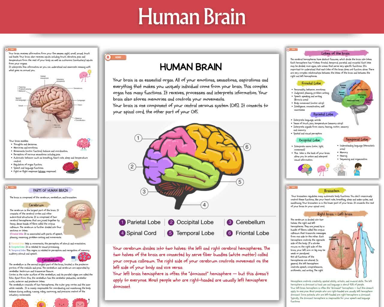 Medical Mnemonics Human Anatomy And Physiology Anatomy