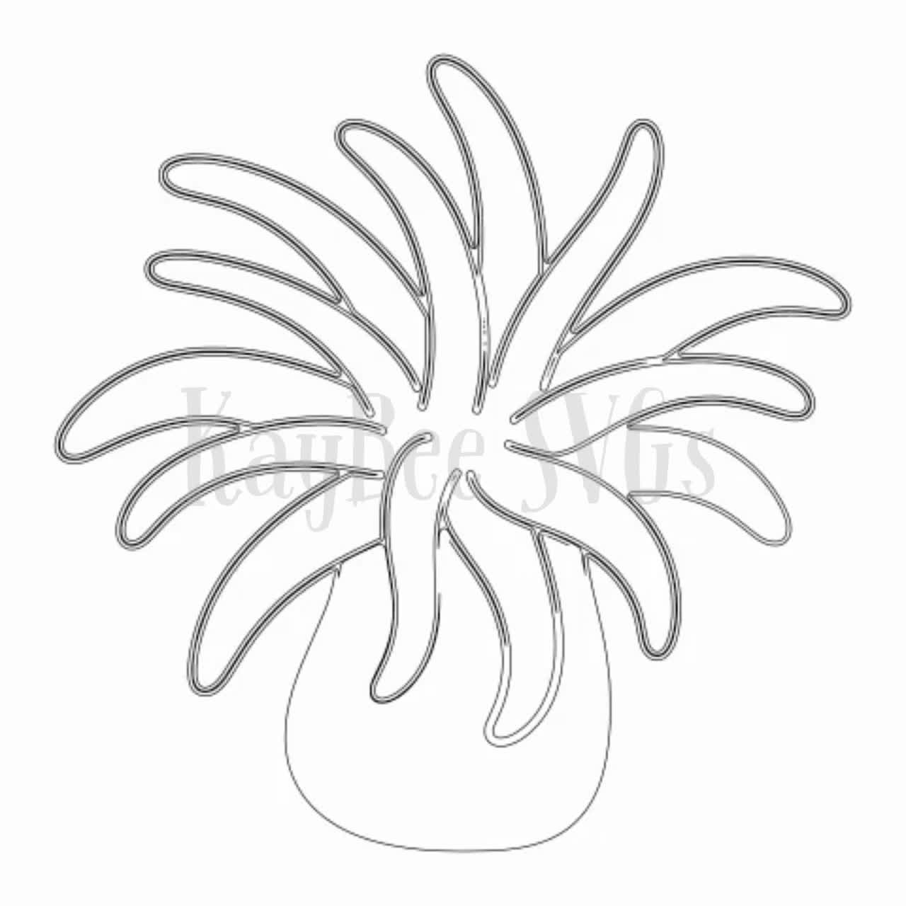 Sea Anemone Drawing With Label