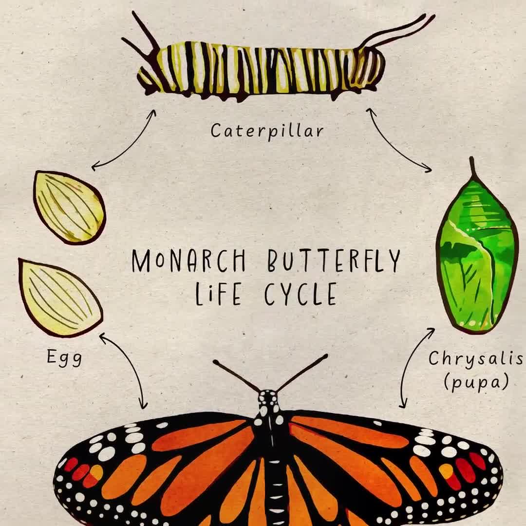 Life Cycle Of A Monarch Butterfly Worksheet FREE Monarch Butterfly