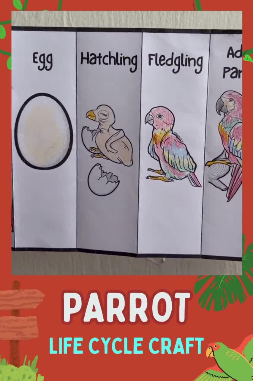 Parrot Life Cycle Life Cycle Of A Bird For Kids