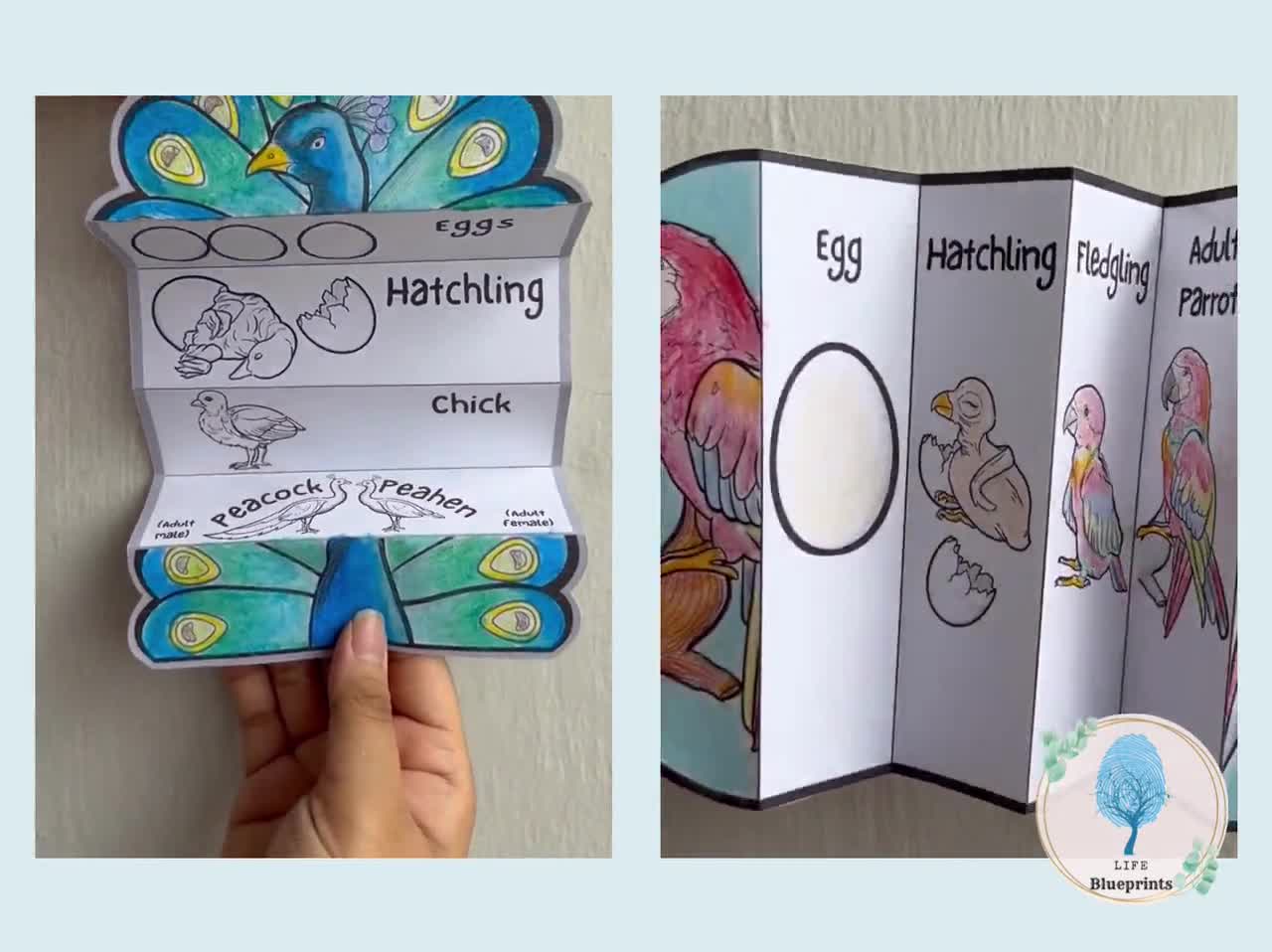 Life Cycle Of Birds Images Life Cycle Of A Bird Bbc Bitesize Keven