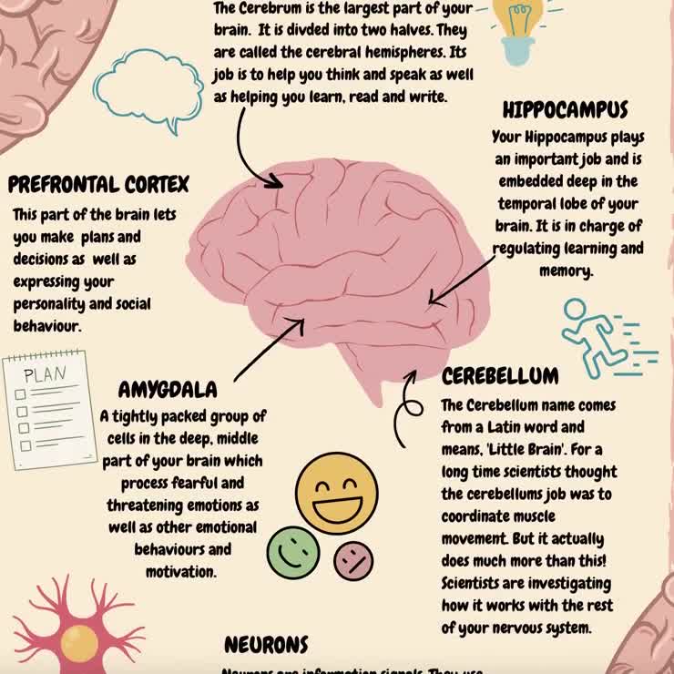 Parts Of The Brain And Their Functions For Kids