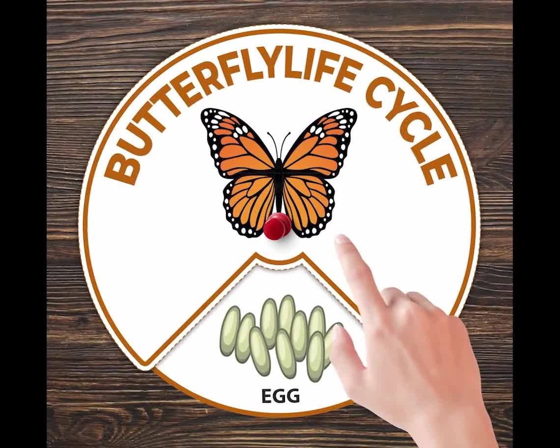 Butterfly Life Cycle Free