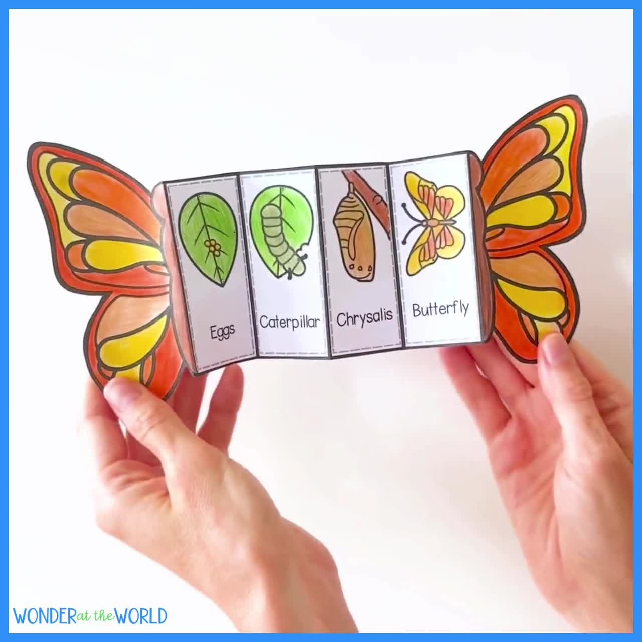 Ciclo De Vida De La Mariposa Para Niños