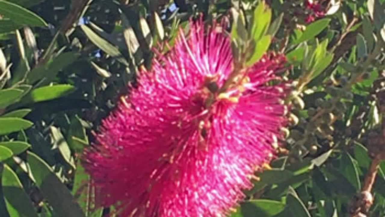 callistemon salignus