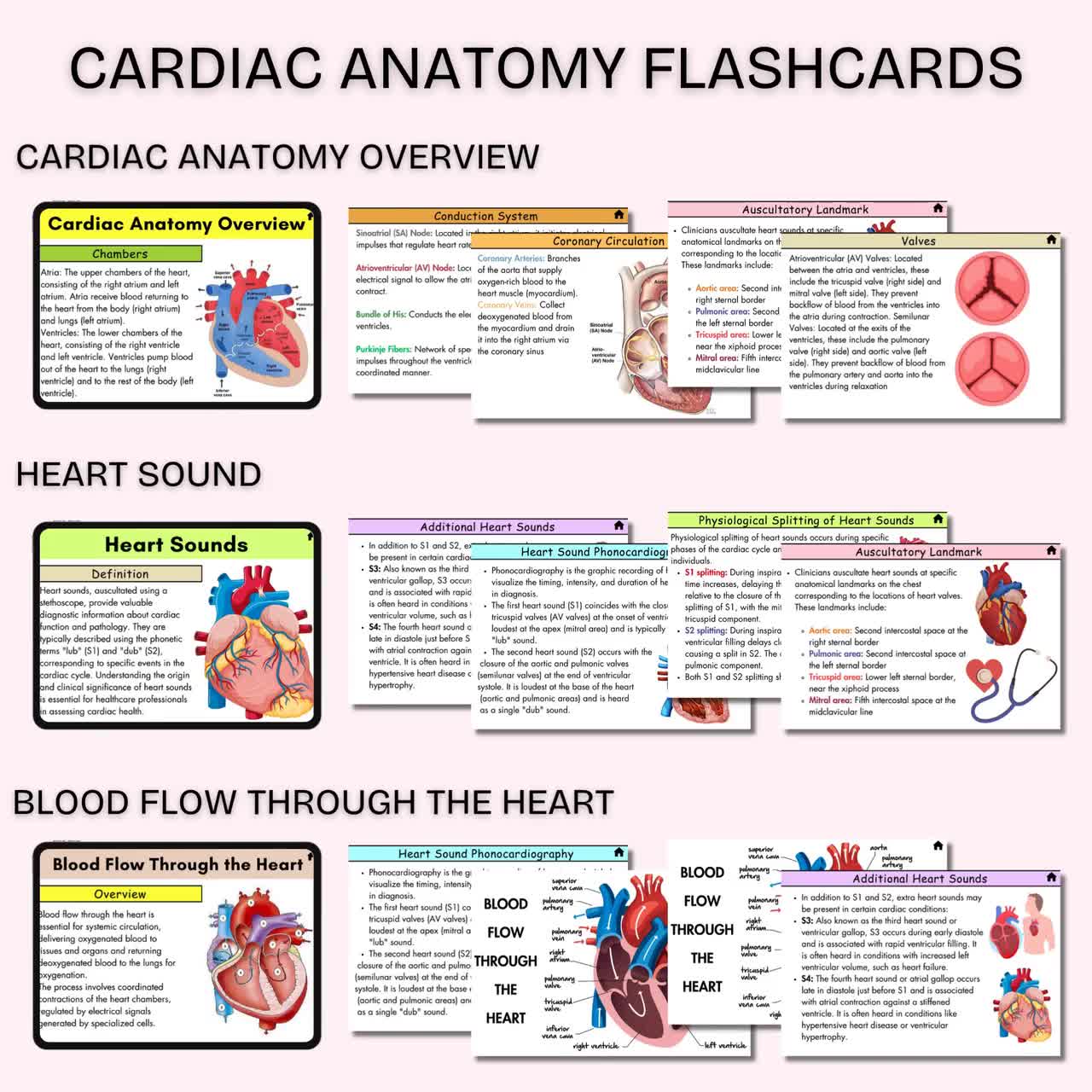 Heart Anatomy Flash Cards Human Anatomy Flash Cards | ClinicalPosters