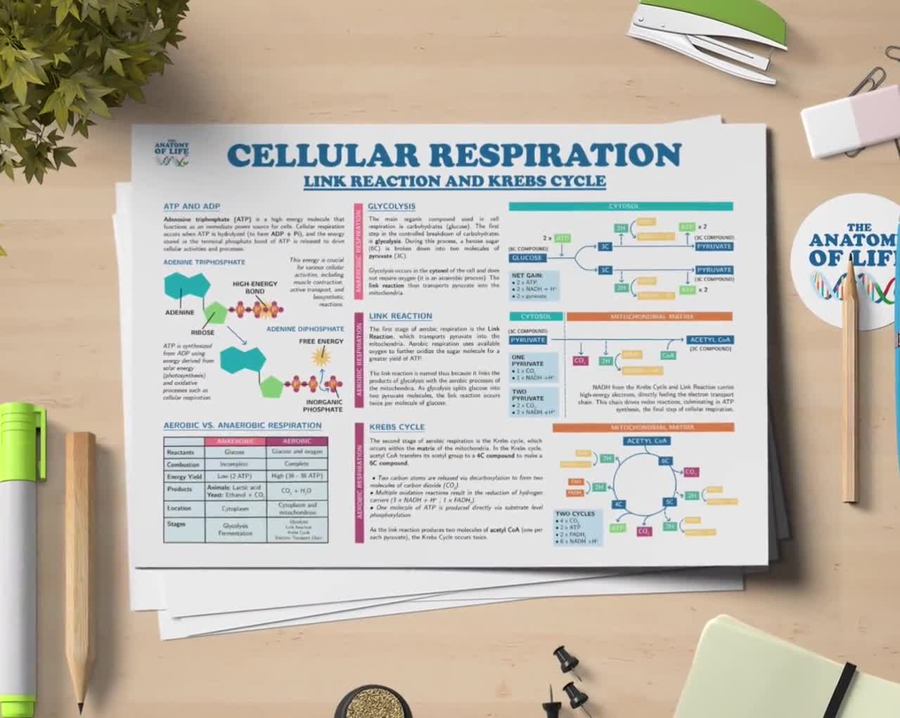 Cellular Respiration Animation For Kids