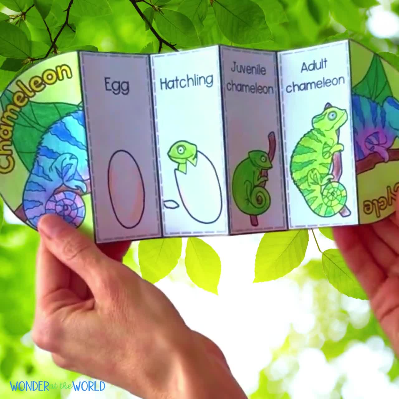 Chameleon Life Cycle Clipart Set Download Clipart 4 School