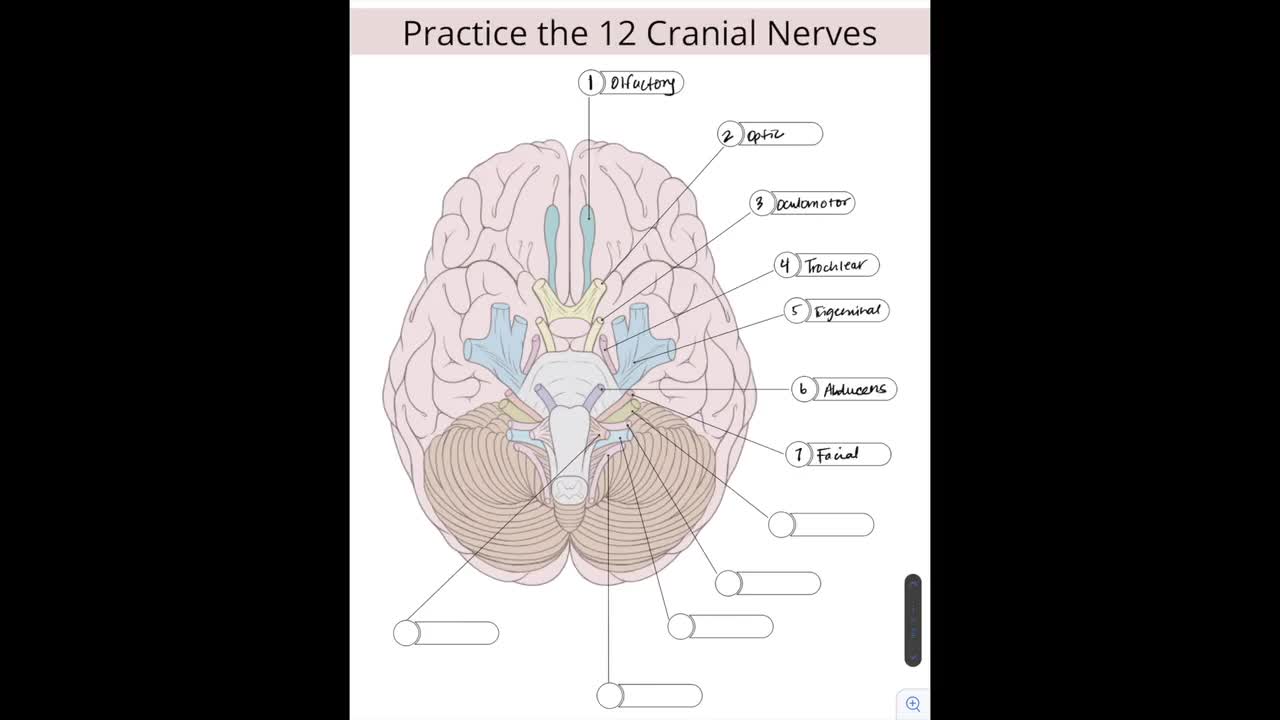 Blank Cranial Nerve Diagram