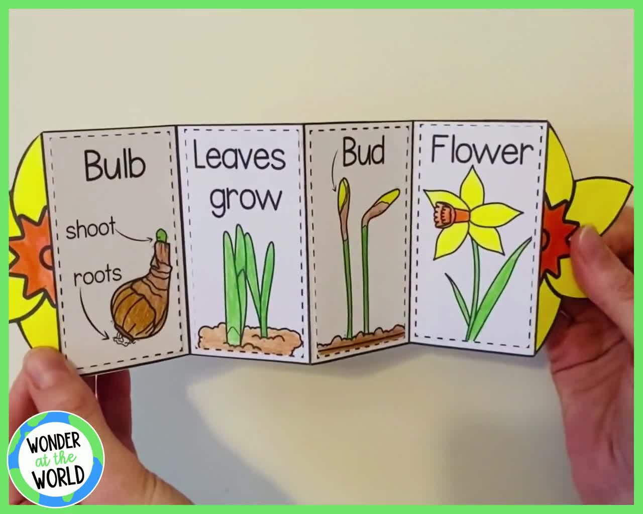 The Cycle Of Flowers Daffodils