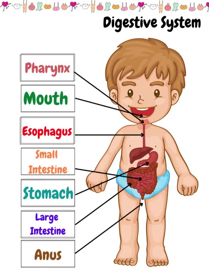 Intestines Diagram For Kids Learn How The Digestive System Works