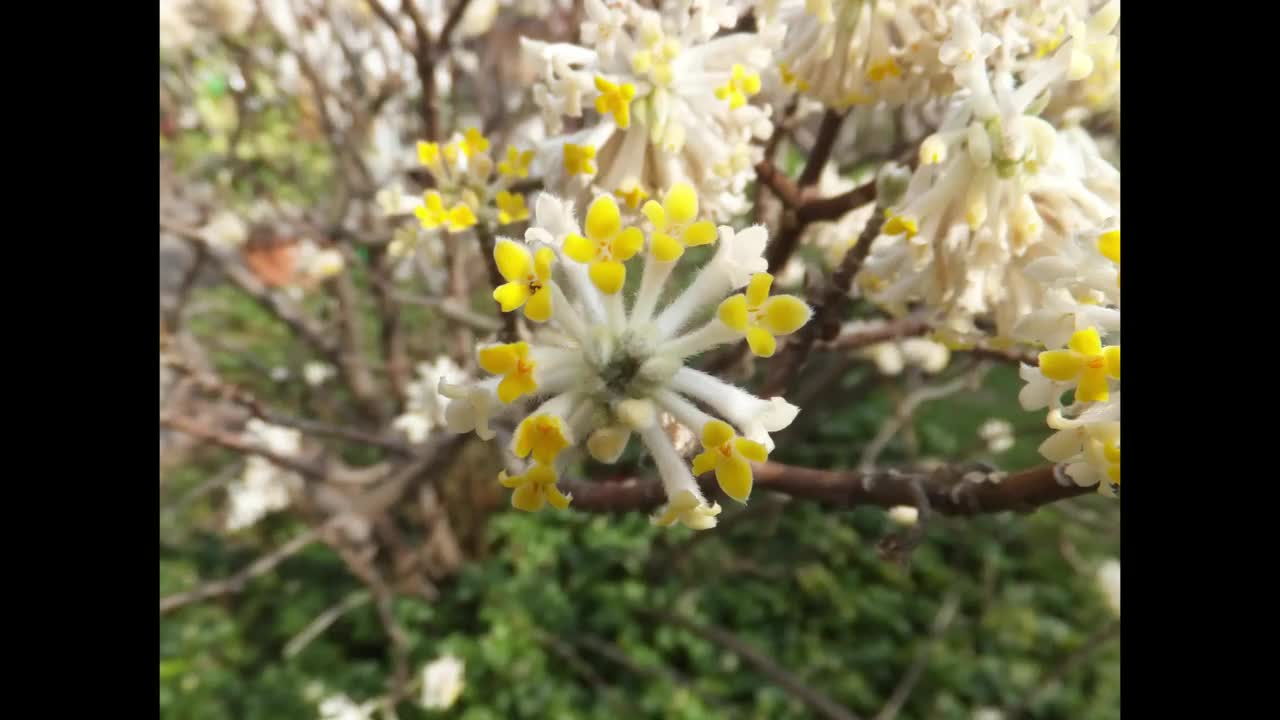 Arbusto De Papel Edgeworthia Chrysantha Cómo Cultivar Y Cuidar Una