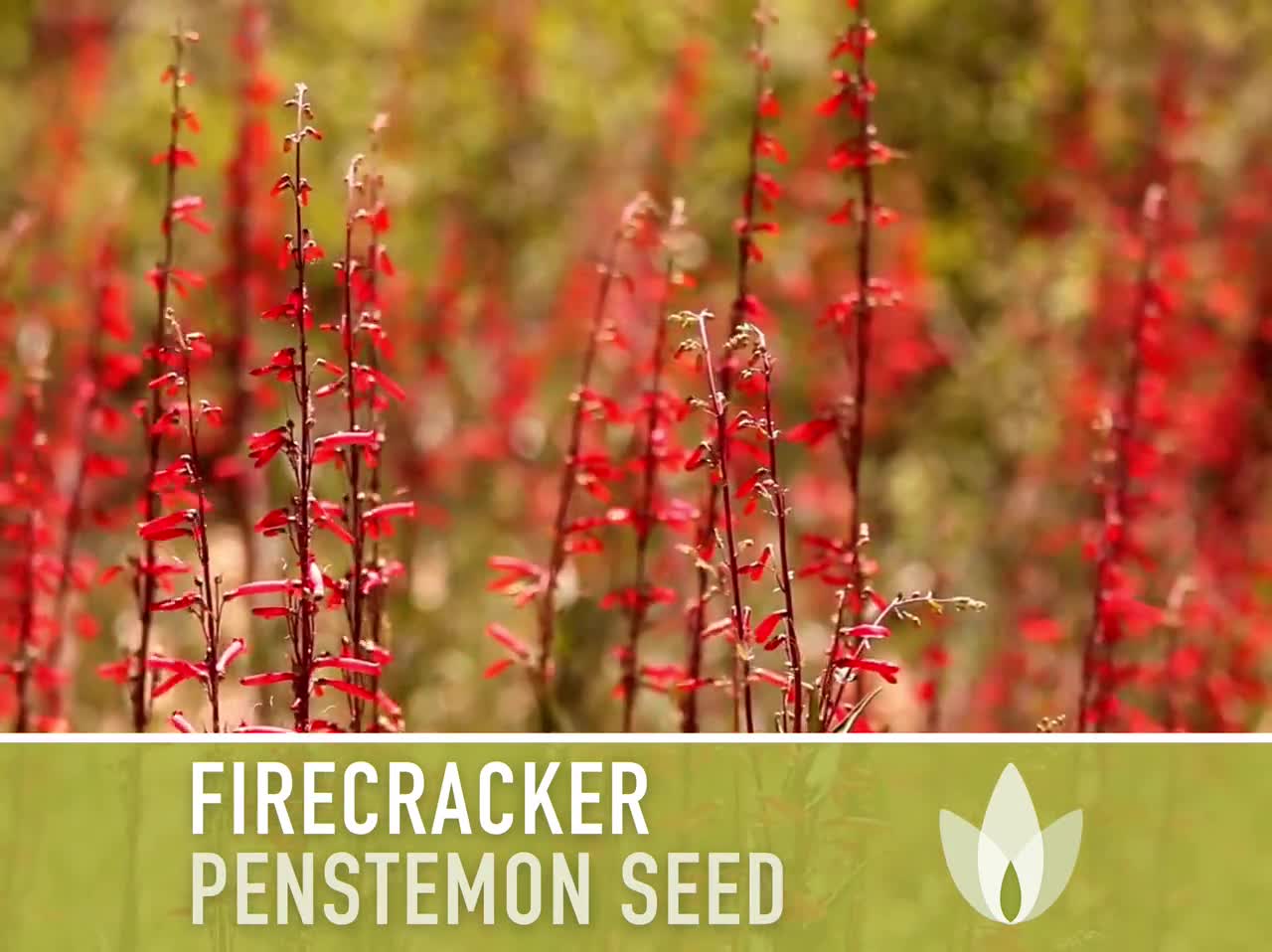 Firecracker Penstemon Penstemon Eatoni (Firecracker Penstemon) | Green