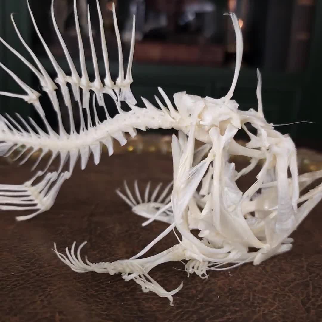 Frogfish Skeleton