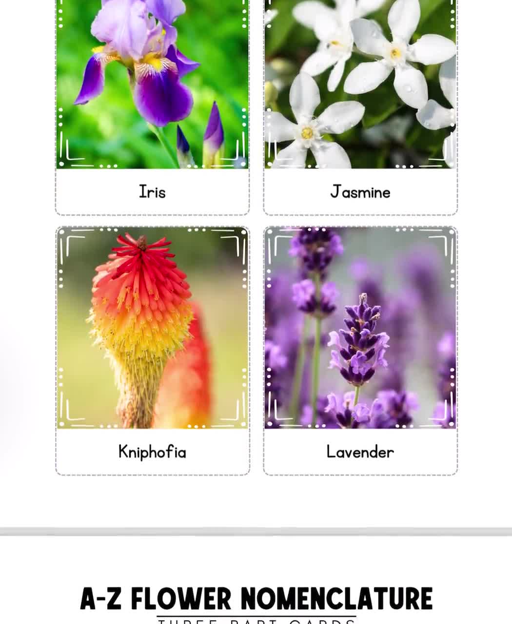 Plant Abcs Alphabet Of Plants 3 Part Cards Montessori Pdf Making