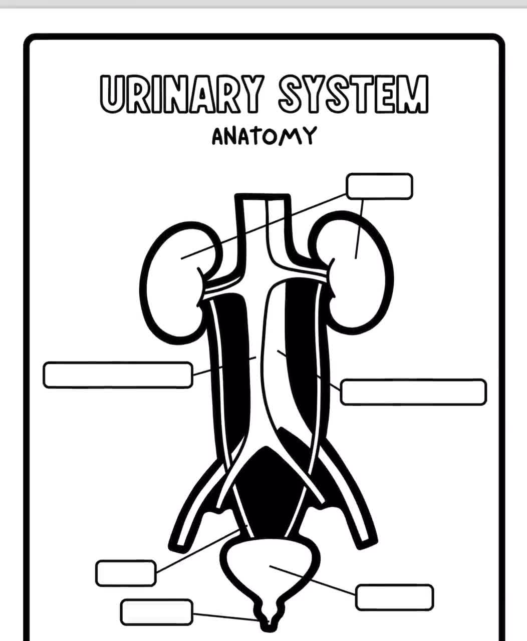 Urinary System Worksheet Coloring Page From Anatomy Urinary System In