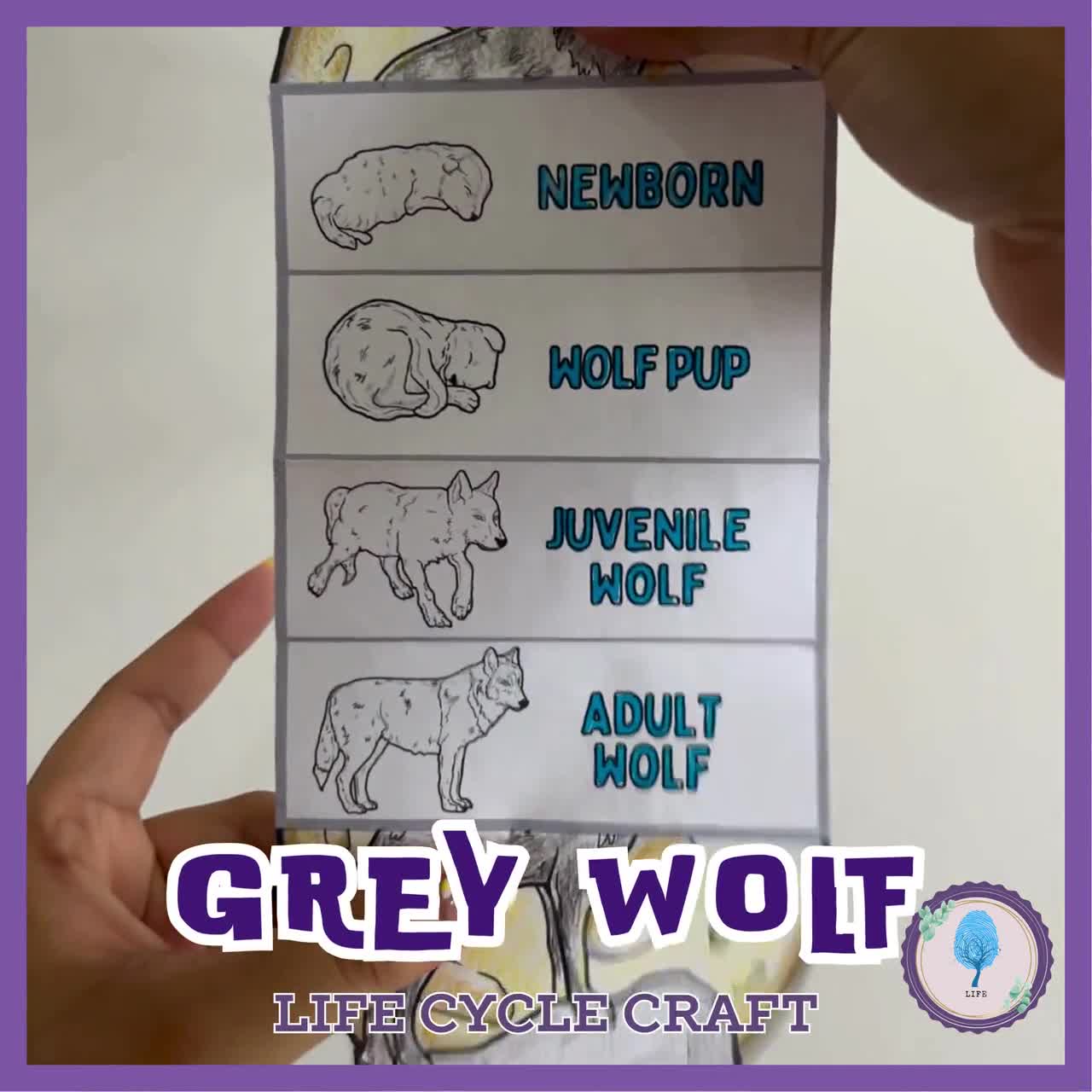 Grey Wolf Life Cycle