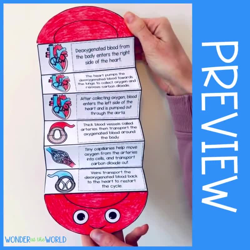 Human Circulatory System Worksheets Middle School Circulatory System