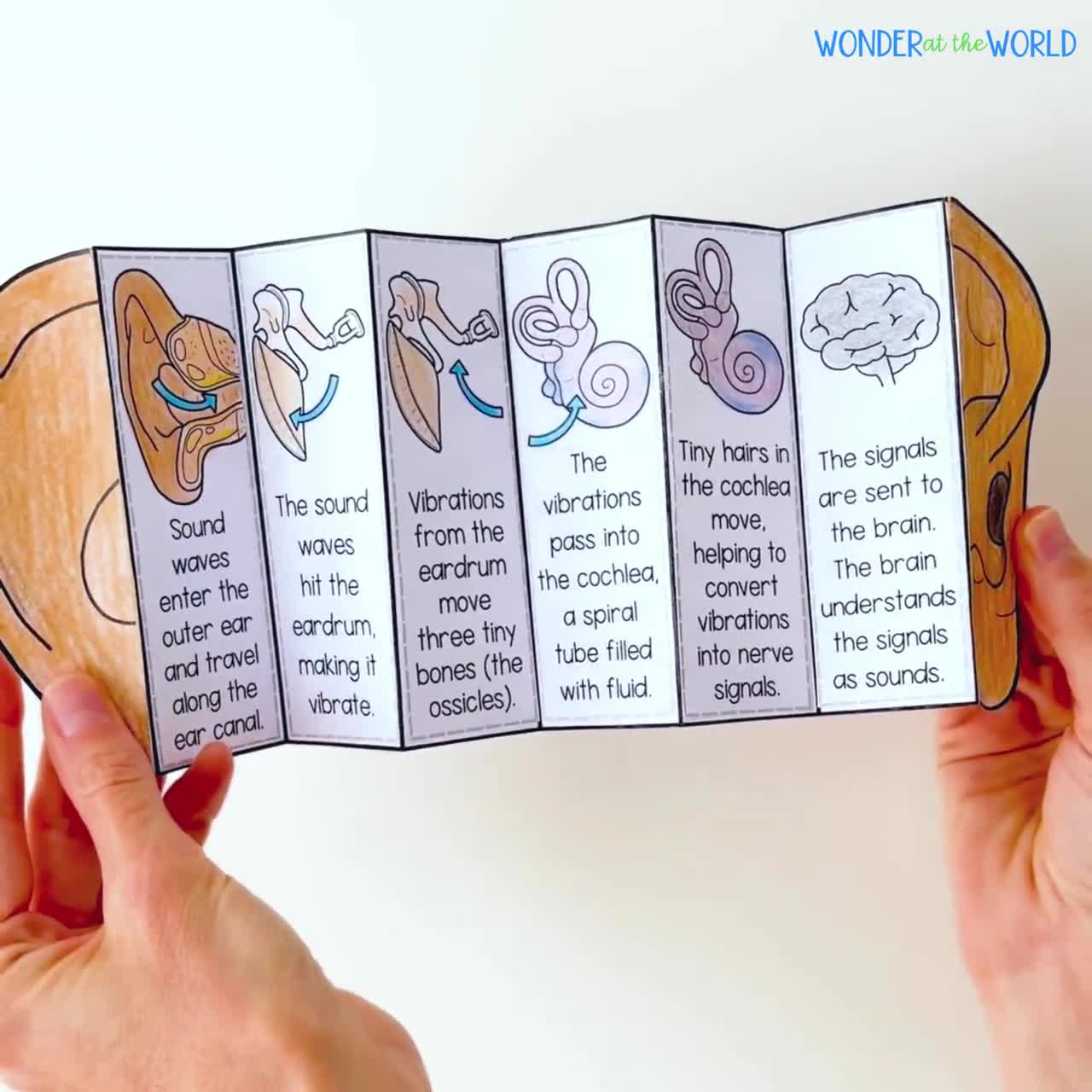 Human Ear Diagram Human Ear Diagrams Lapbook Vorlagen Vorlagen