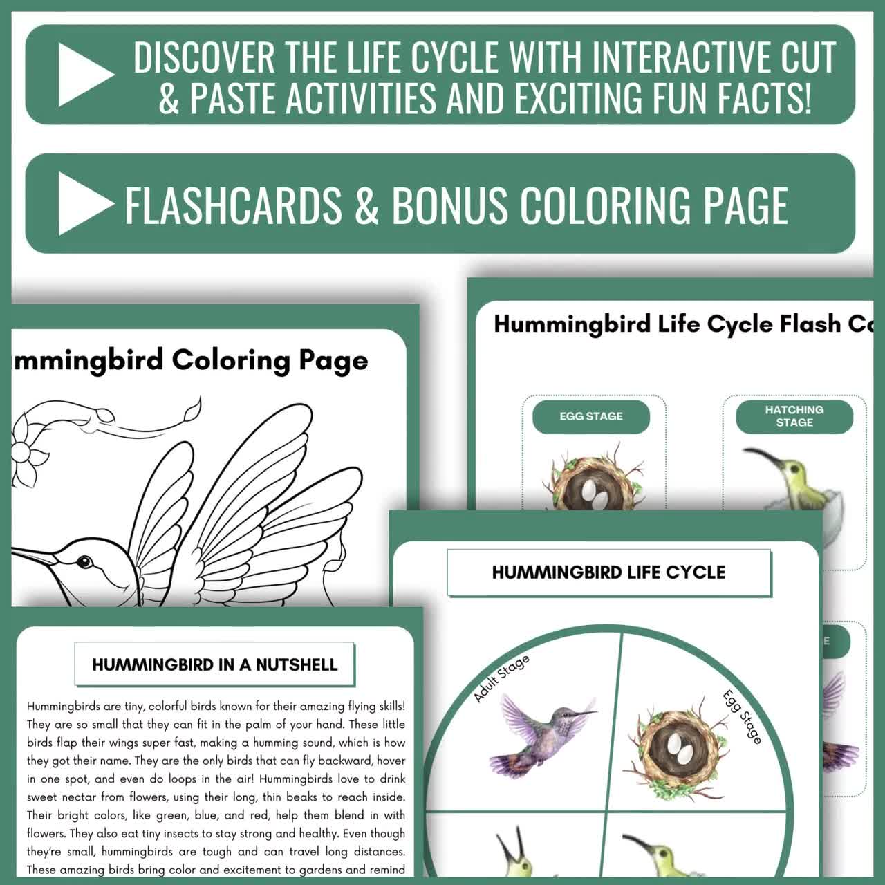 Hummingbird Life Cycle Hummingbird Clearwing Moth Pictures