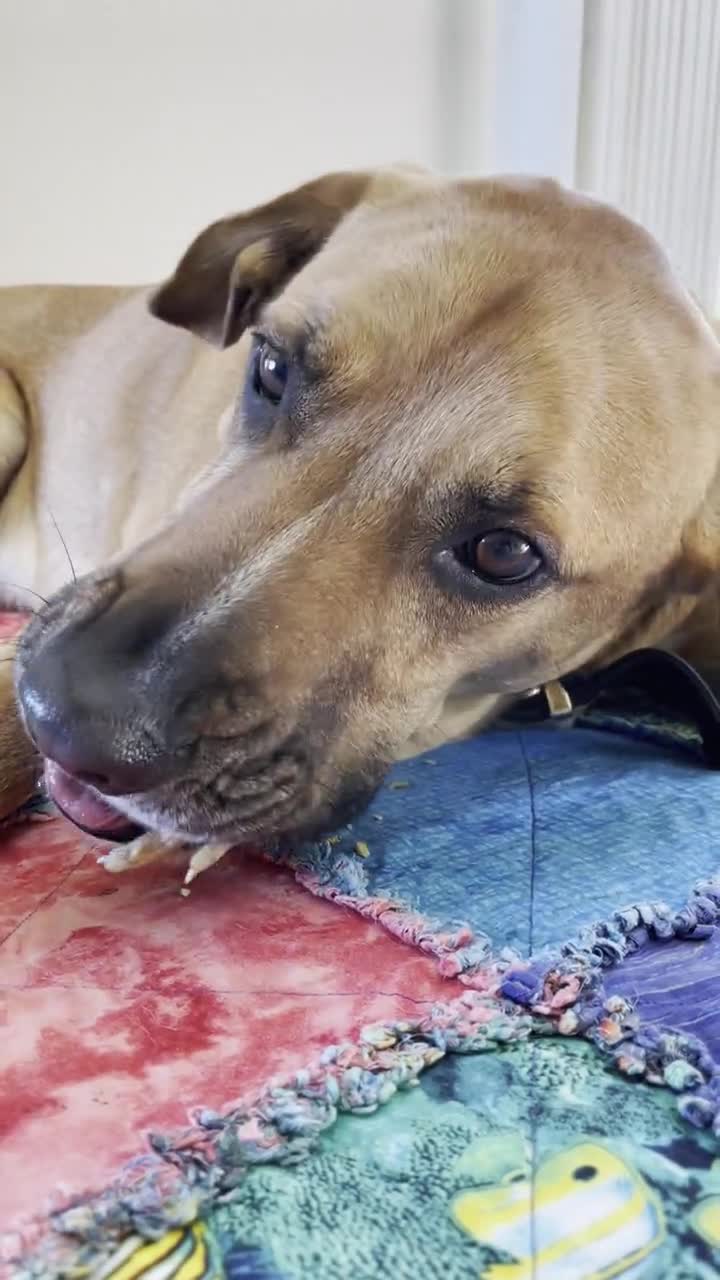 Are Yak Bones Safe For A Fila Brasileiro