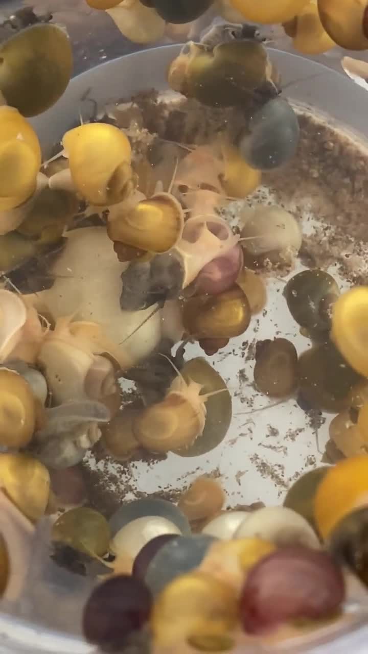 Heat Sealed Freshness ABF Gourmet Axolotl Soft Food Pellets 3.2mm (1 LB ...