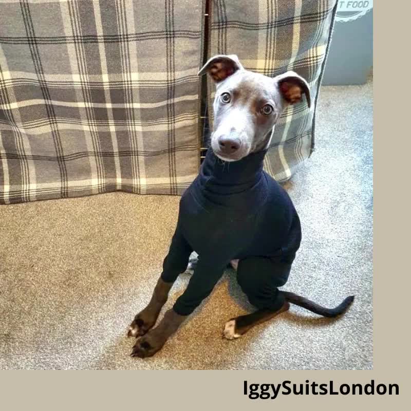 Grey Italian Greyhound Kermit