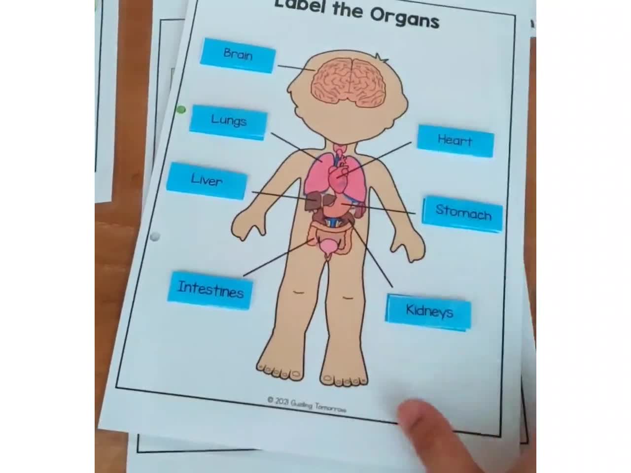 Hoja De Trabajo Sobre Los Sistemas De órganos Del Cuerpo Humano