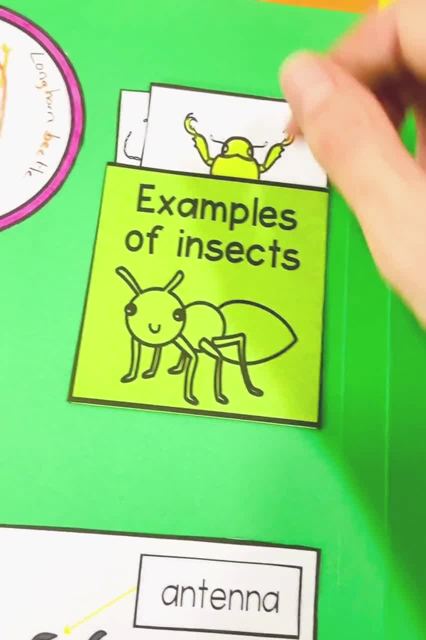 Insect Lapbooks Lapbook Lessons Spider Lapbook Simple Living.