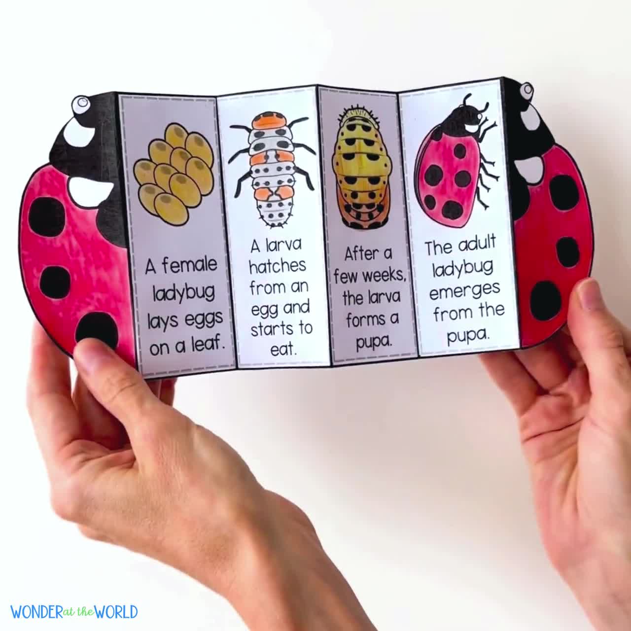 Ladybug Life Cycle Craft Life Cycle Craft Life Cycles