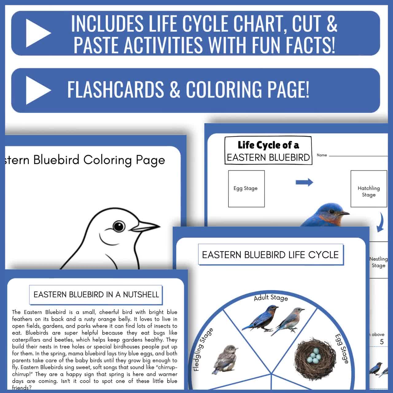 Bluebird Life Cycle Bird Life Cycle (Eastern Bluebird) | Outdoor