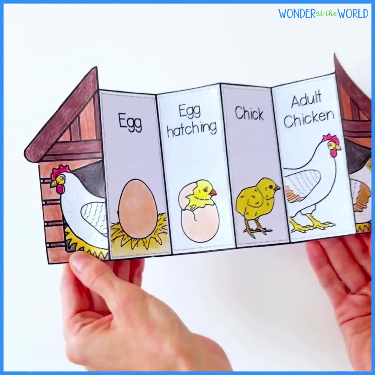 Ciclo De Vida Del Pollo Desarrollo Del Embrin Del Huevo