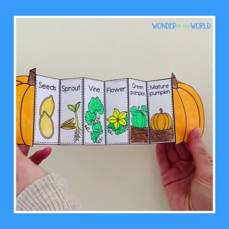 Hoja De Trabajo Sobre El Ciclo De Vida De Una Calabaza El Zapallo De