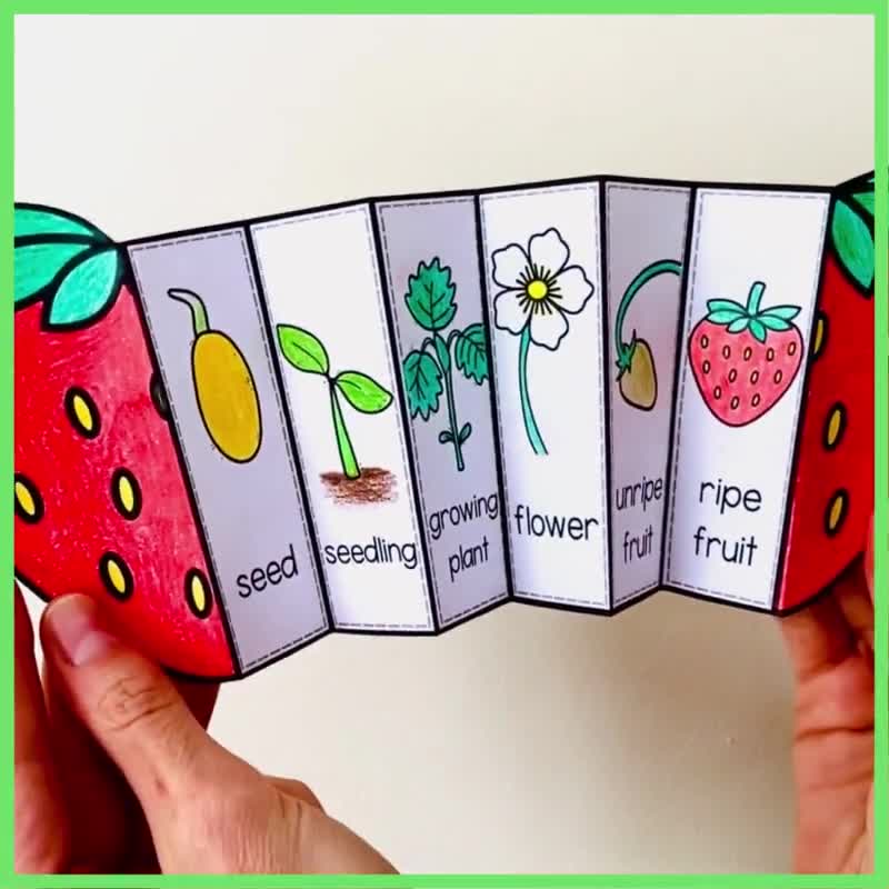 Strawberry Life Cycle Printable