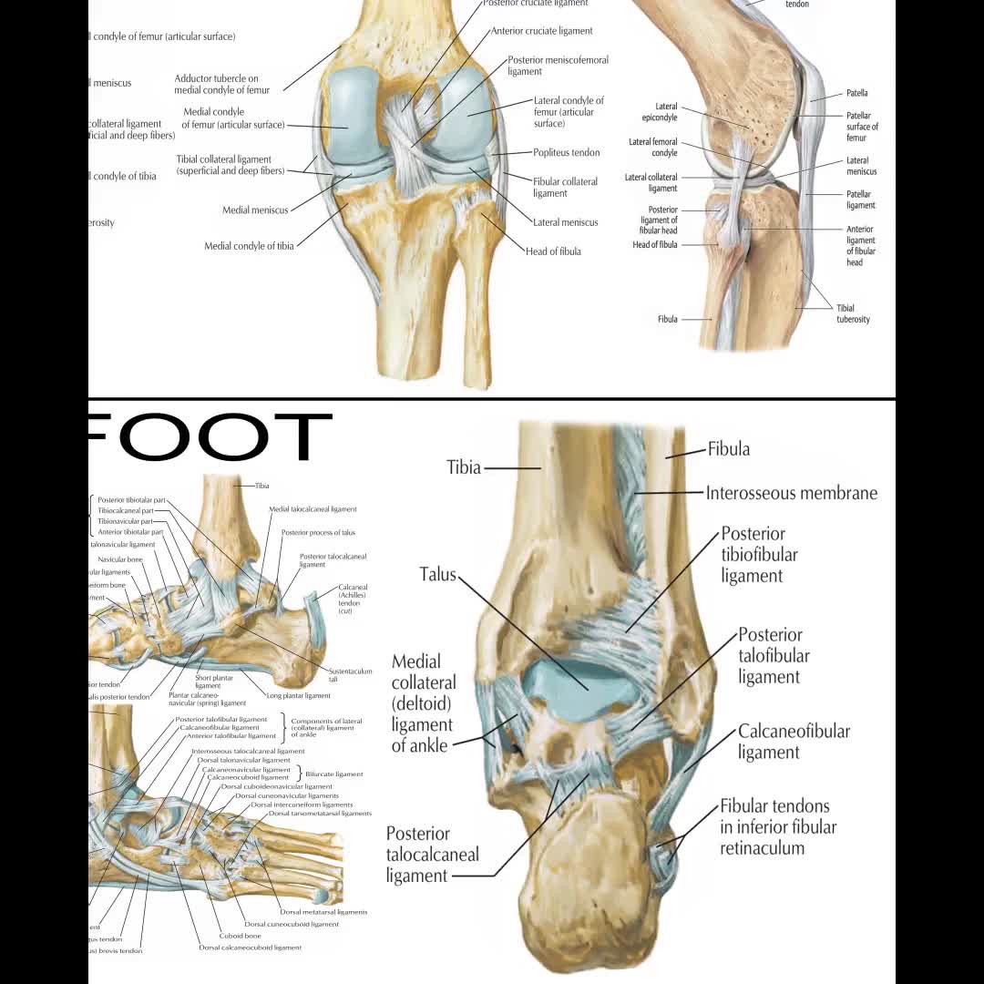 Lower Extremity Ligaments Body Anatomy: Upper Extremity Bones | The