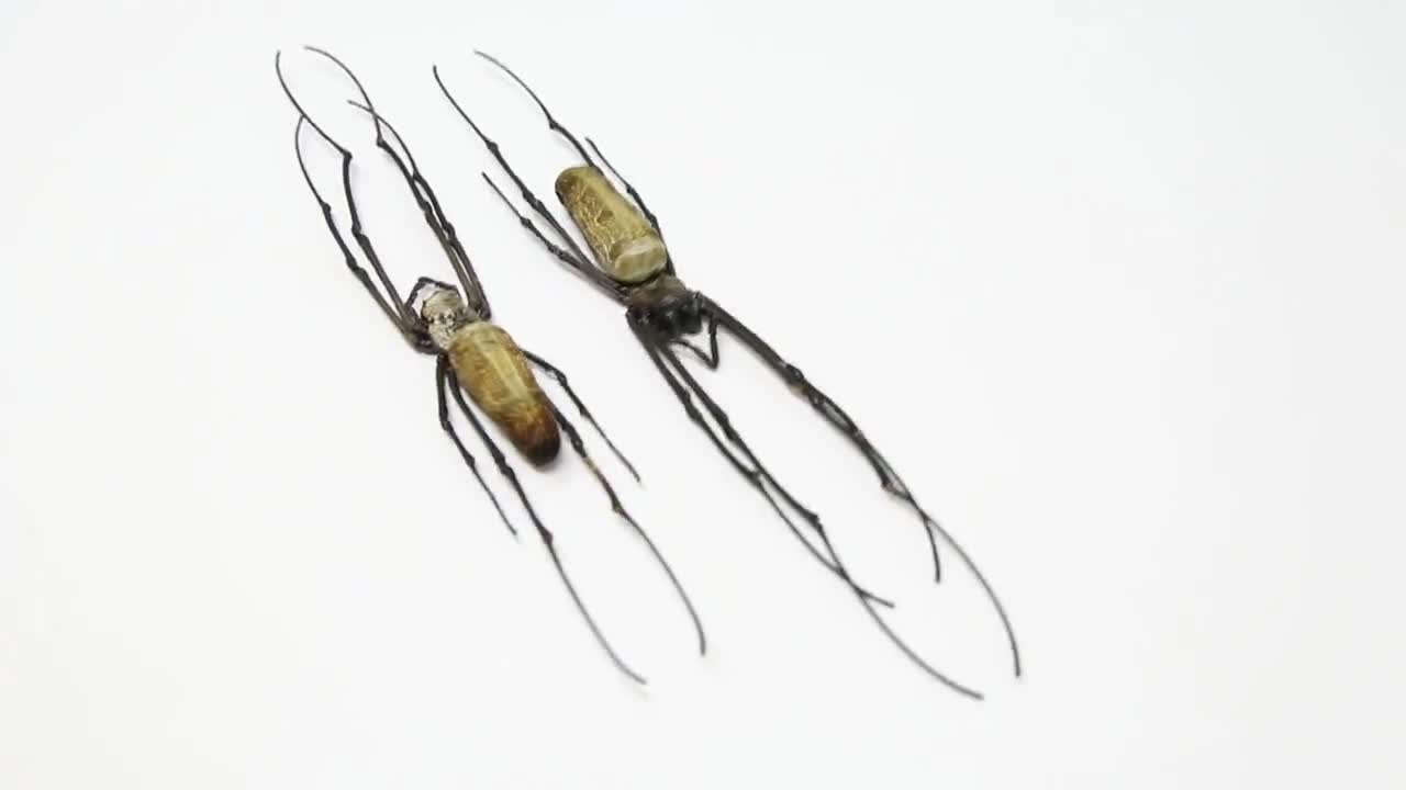 Nephila Pilipes Eating A Bat