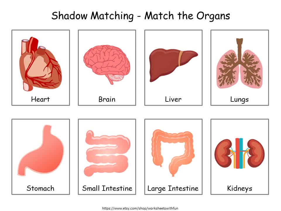 Organs Of The Body For Kids Worksheet