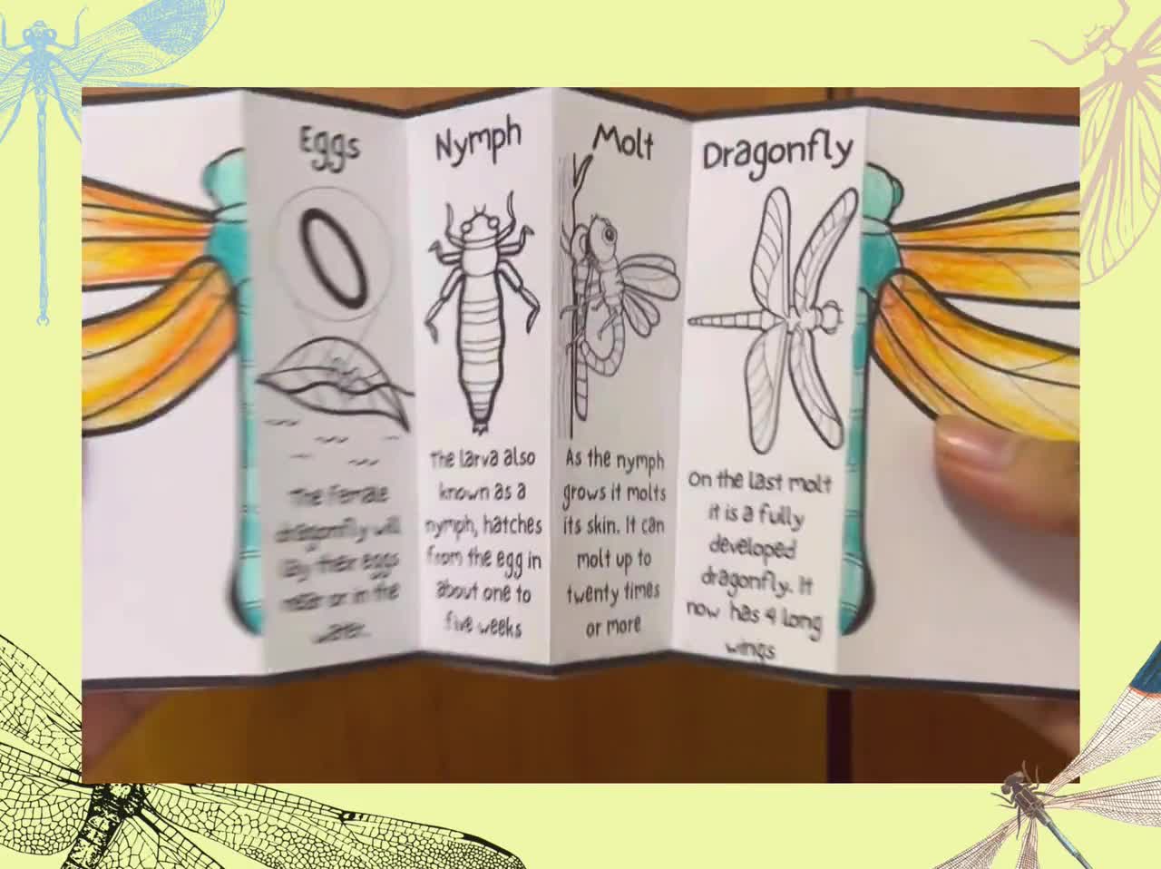 Plantilla De Libélula Para Niños En Edad Preescolar