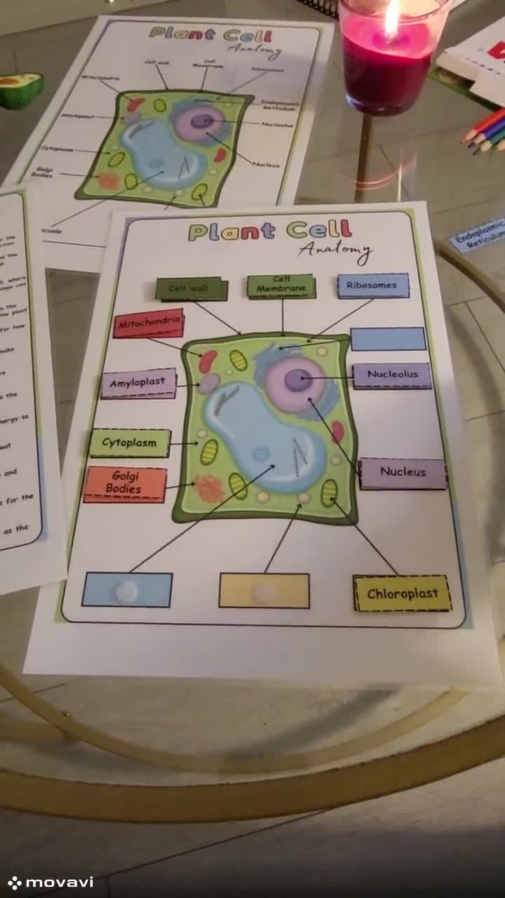 Plant Cell Diagram Woo Jr Kids Activities All About Cells FREE