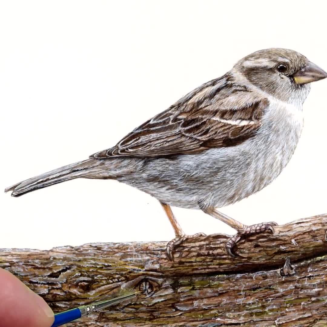 How To Colour A Sparrow