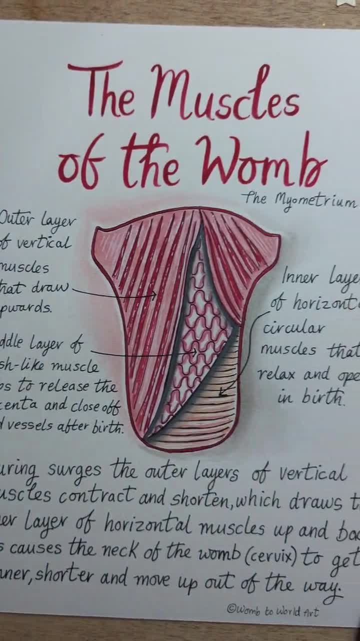 Myometrium Layers