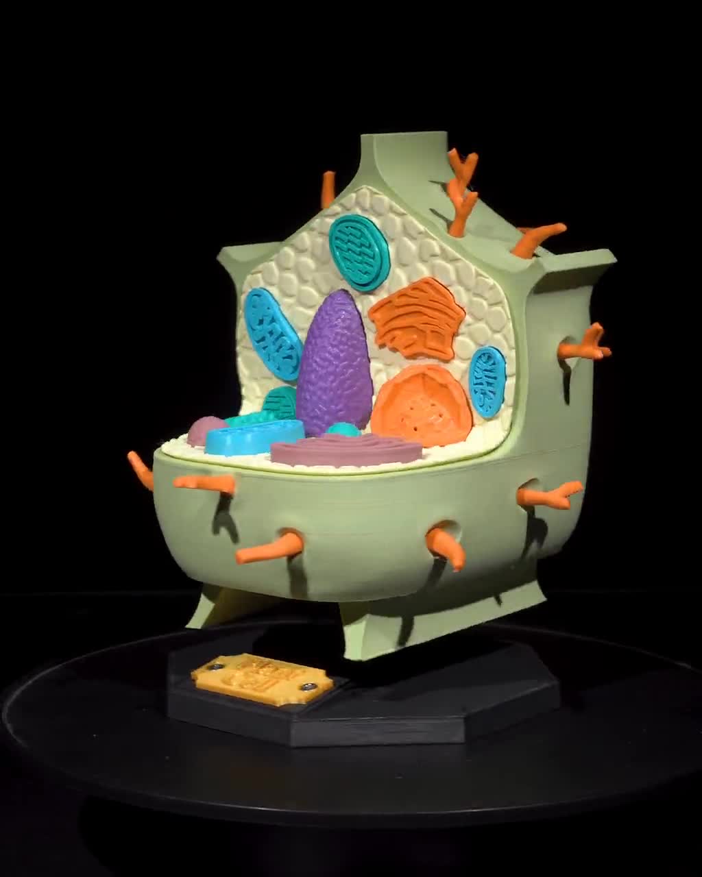 Pflanzenzellenmodell 3d Modell