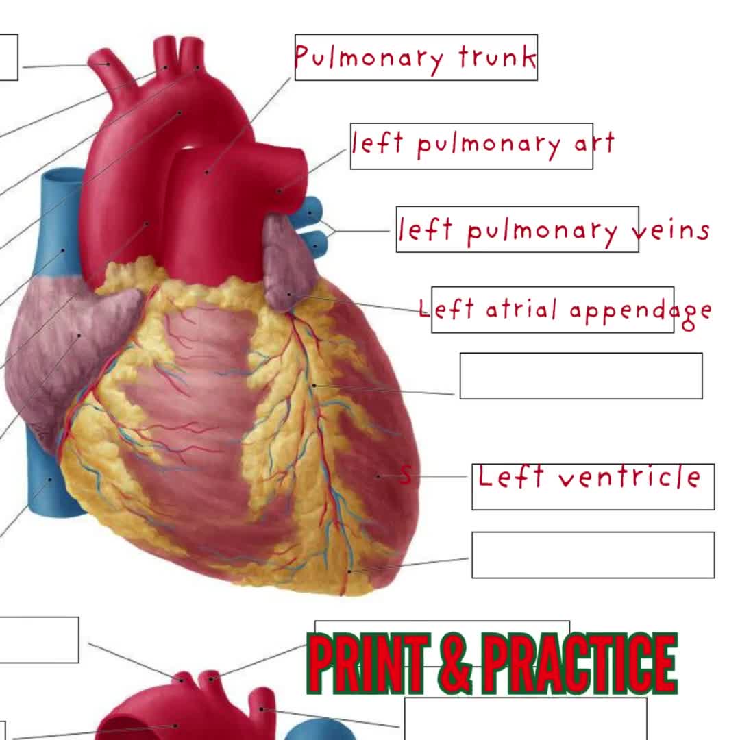 Anatomy Labeling Worksheets Google Search I Heart Anatomy