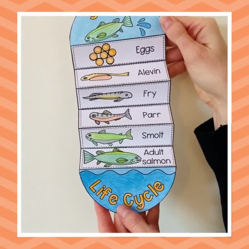 Salmon Life Cycle Worksheet