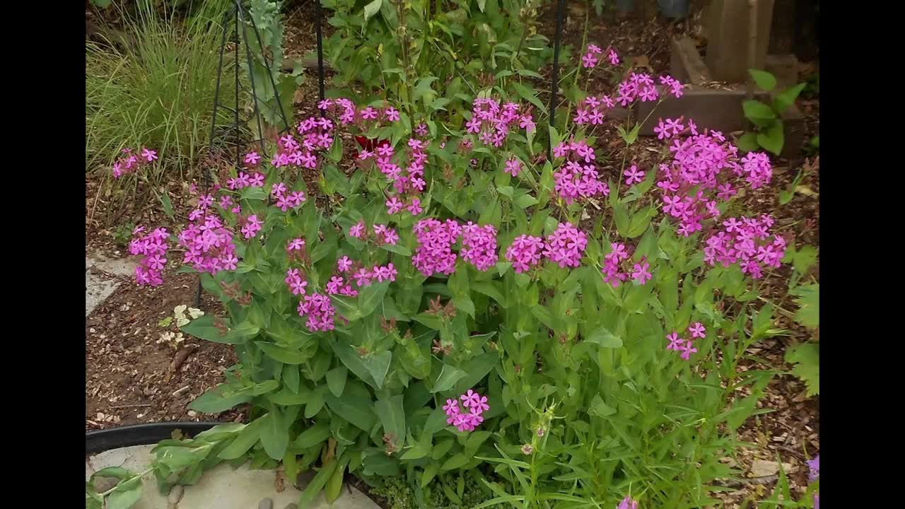 Silene Armeria
